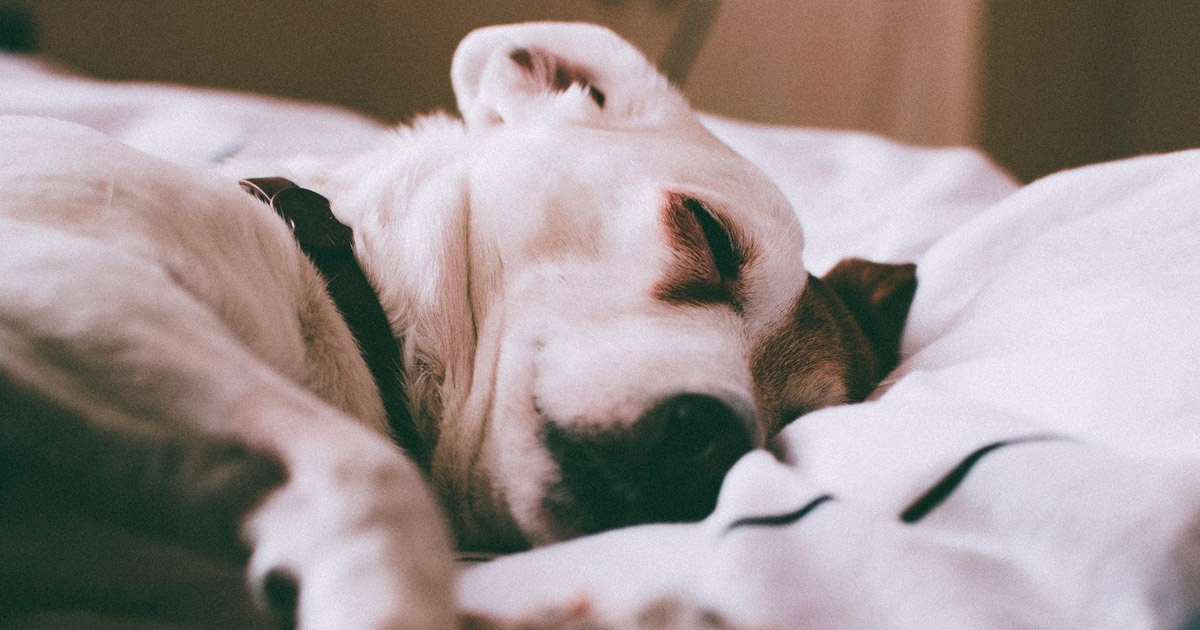 4 Reasons Why You're Always Tired - Fiona Lam